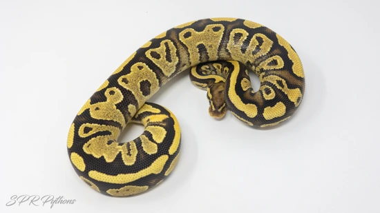 Fire Dh Clown Pied Ball Python by Solely Pied Royal Pythons