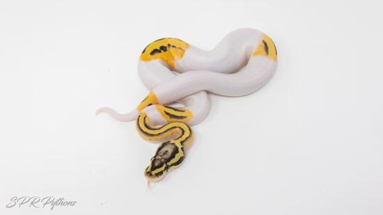 Od Pastel Pied Het Clown 50% Dh Ultramel Albino Ball Python by Solely ...