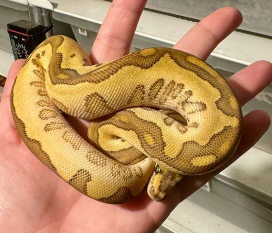 Butter Leopard Clown 66% Het Genetic Stripe Ball Python by I and M Royals