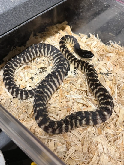 2025 Western Black-Headed Python by Inca Reptiles