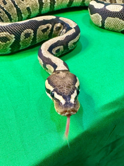 Lucifer Ball Python by Sassy Serpents