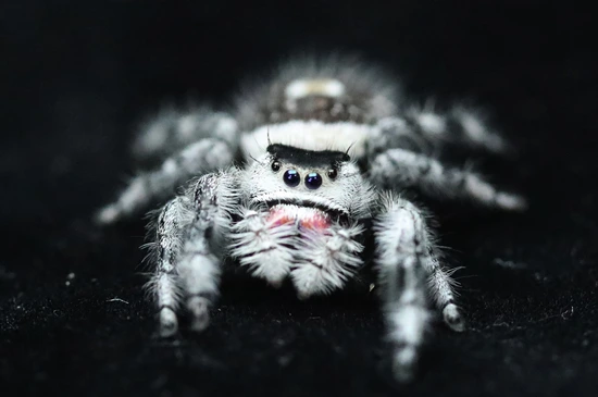 Adult Regal Jumping Spiders by Little Zoo In LA
