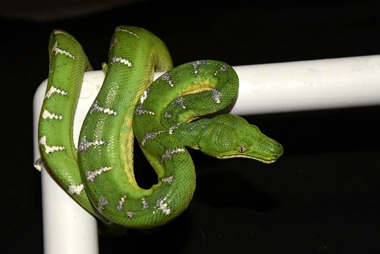 Female Emerald Tree Boa. Other Tree Boa by Slitherpets