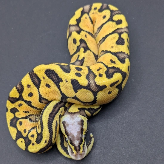 Super Pastel Fire/Vanilla Ball Python by The Snake Shack