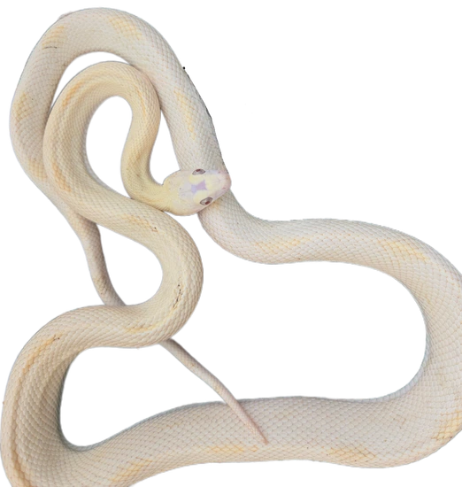 Albino Blonde Het Silver Trans-Pecos Rat Snake by Sideshow Exotic Reptiles