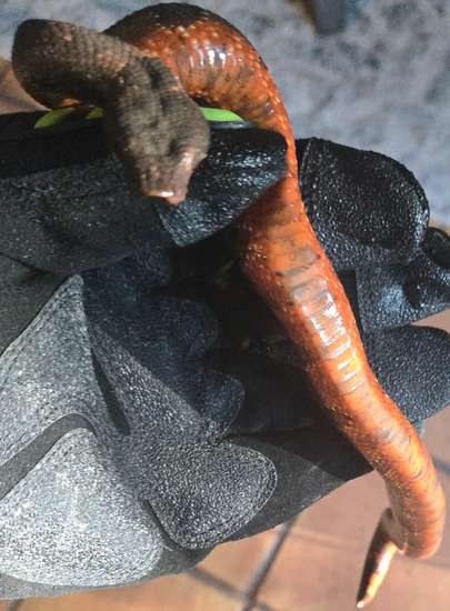 Red Belly Female Sale Is For Today Only ! Viper Boa by Sideshow Exotic ...