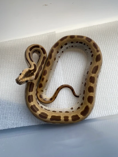 Green 100% Het Labyrinth Albino Burmese Python by Burm House