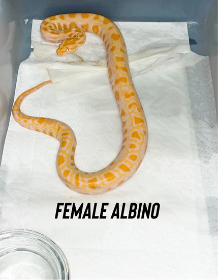 2022 Albino Het Granite Burmese Python by Burm House