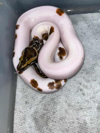 High White Pied 100% Het Albino Burmese Python by Burm House