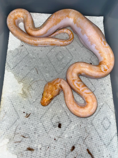 🔥NO RESERVE🔥 Albino Pied 50% Het Caramel Het Granite Burmese Python by ...