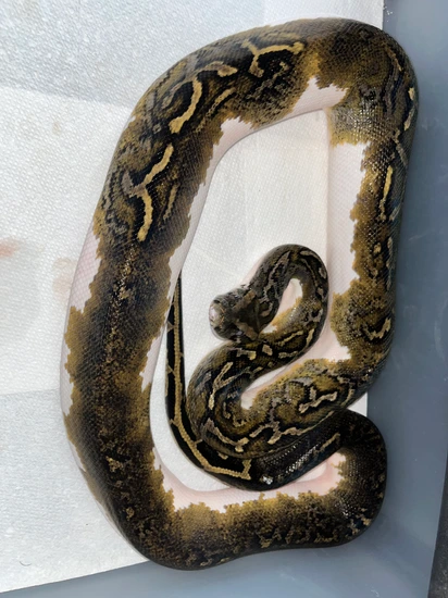 🔥NO RESERVE🔥 (BREEDER READY) PIED Het Albino Burmese Python by Burm House