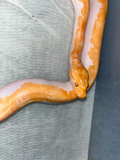 Albino Pied 50% Het Caramel Granite Burmese Python by Burm House