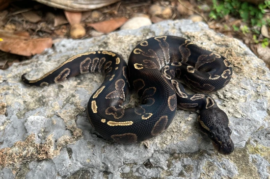 GHI Black Head Ball Python by Nightfall Ball Pythons