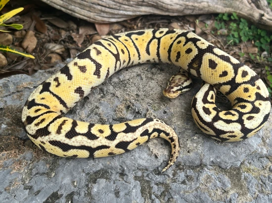 Firefly Spotnose Trick Ball Python by Nightfall Ball Pythons