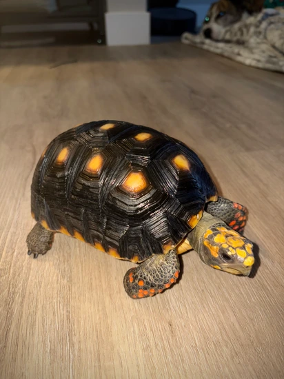 Red Foot Tortoise Red-Footed Tortoise by Star’s Pets
