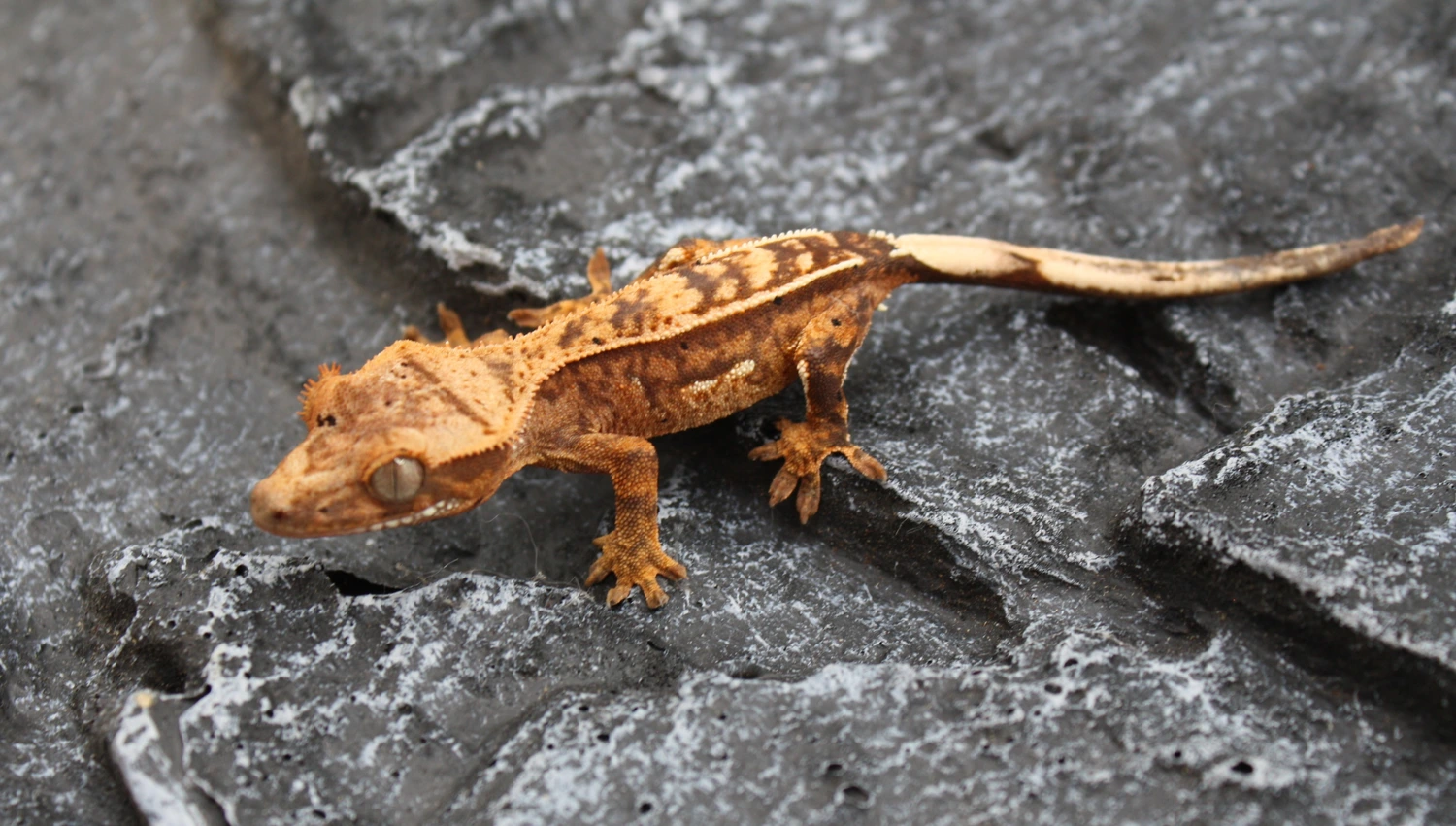 Crested Gecko Clutch: CGC8 by Cold Blooded Canyon - MorphMarket
