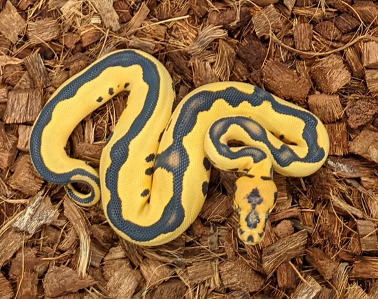 Leopard DG Clown Het Hypo Ball Python by Steel City Feeders