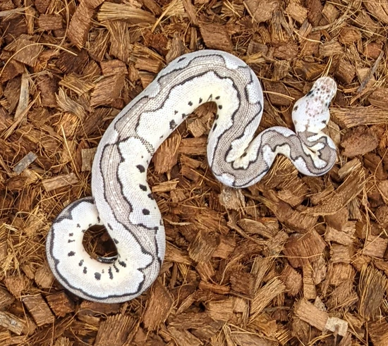 Pastel Axanthic Clown Het DG Ball Python by Steel City Feeders