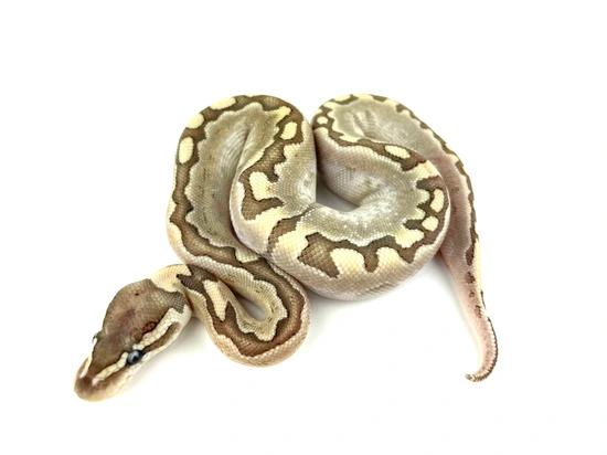 Bamboo Enchi Het Pied Ball Python by Steele Pythons