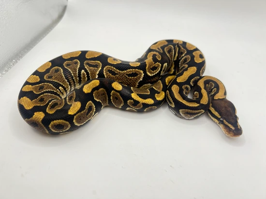 Asphalt Het Clown Ball Python by Python Elegance