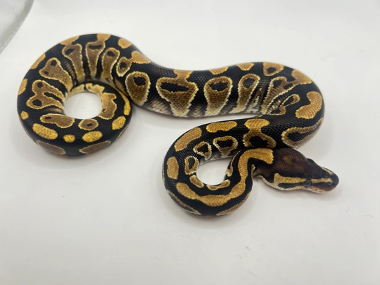 Asphalt Het Clown Ball Python by Python Elegance