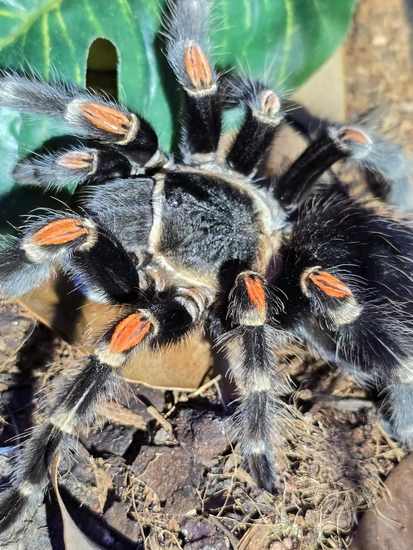 Brachypelma Auratum Sub Adult Female Tarantula by Silk Spinners and ...
