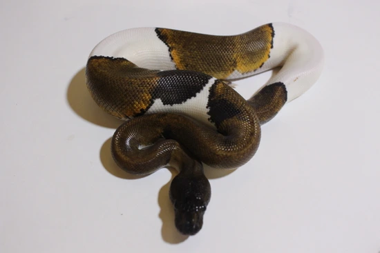 Super Copper Piebald Ball Python by Stefans Reptilienparadies