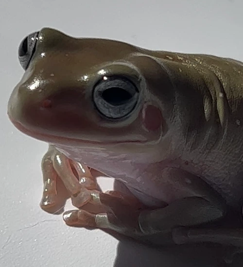Honey Blue Eyed Snowflake White's Tree Frog by Cold Blooded Freaks