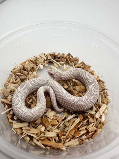 Super Yeti-Green Hypo (Pos Arctic) Western Hognose by Rosy Hogs