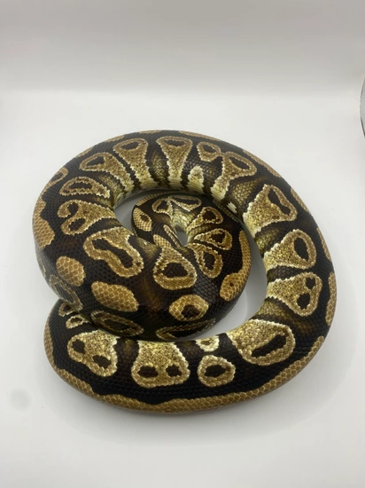 Cypress Hurricane Yellow Belly Ball Python by A and J Exotics Ball pythons