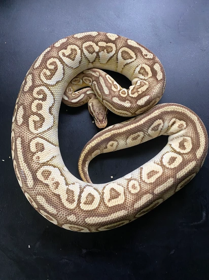 Pastel Fire Lesser Hurricane Yellow Belly Ball Python by A and J ...