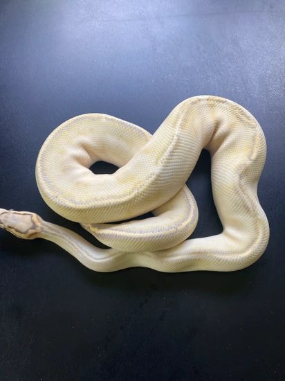 Pastel Red Stripe Highway Het Clown Ball Python by A and J Exotics Ball ...