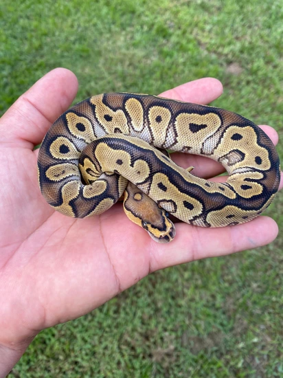 GhI Red Stripe Gravel / Yellow Belly Clown Ball Python by A and J ...