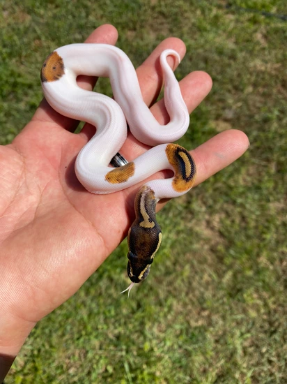 Pied High White Ball Python by A and J Exotics Ball pythons