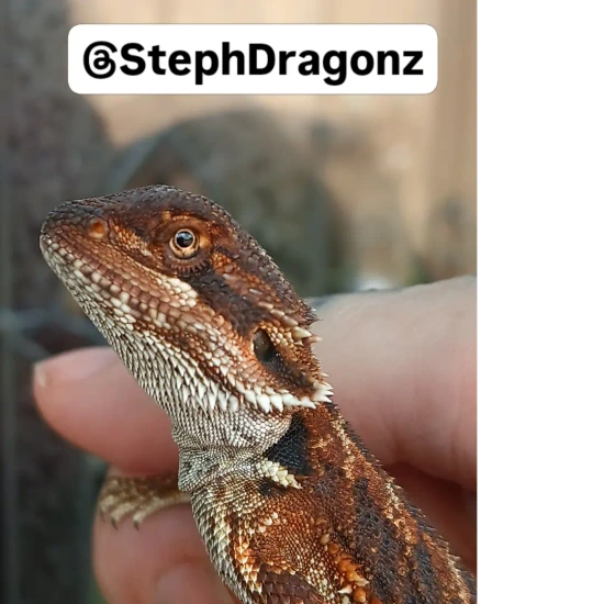 Red Monster 66 Het Tran/Hypo Central Bearded Dragon by Steph dragonz