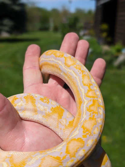 Lavender Albino Anthrax Reticulated Python by DeMarco Reptiles