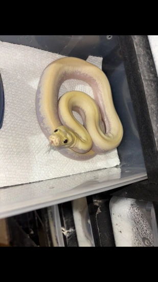 NO RESERVE😱 Beautiful Ivory “super Hypo” 66% Het Green Burmese Python ...