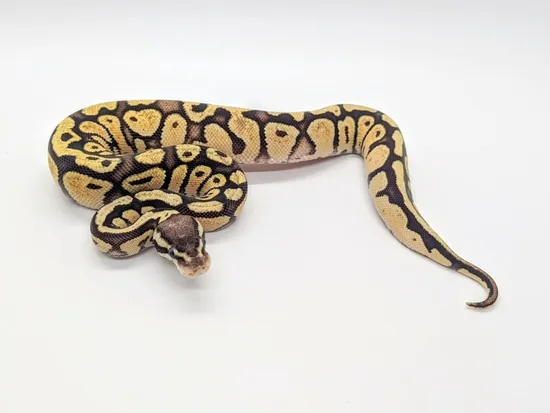Firefly Ball Python by Steve's Morphs