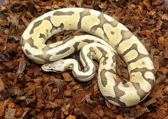 Fire Pastel Het Clown / Crypton Ball Python by Steve's Morphs