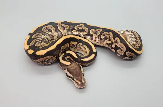 Black Pastel Fire Ball Python by Steve's Morphs