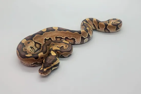 Enchi Lori Het Desert Ghost Ball Python by Steve's Morphs