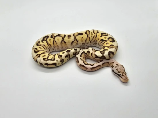 Superfly Spotnose YB Het Clown Ball Python by Steve's Morphs