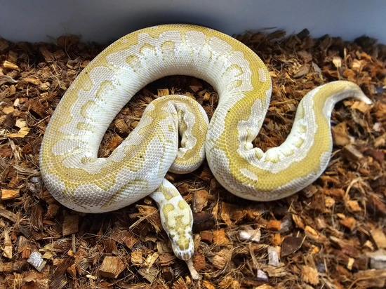 Spotnose Lesser Clown Ball Python by Steve's Morphs