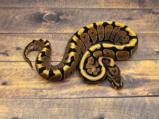 Spotnose Het Clown Ball Python by Steve's Morphs