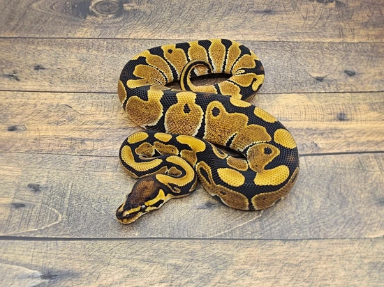 Het Puzzle PDH Ultramel Clown Ball Python by Steve's Morphs