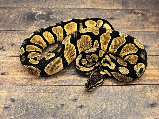 Pastel DH Zebra Desert Ghost Ball Python by Steve's Morphs