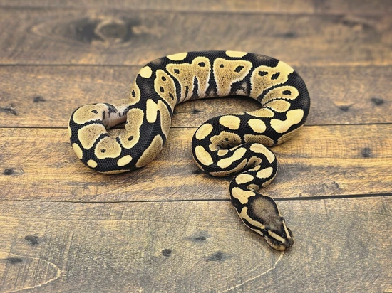 Desert Ghost Het VPI Axanthic Ball Python by Steve's Morphs