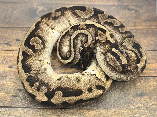 Pied Het VPI Axanthic Ball Python by Steve's Morphs