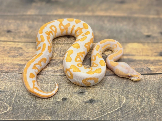 Black Head Black Pastel OD/YB (Leopard) Lavender Het Pied Ball Python ...