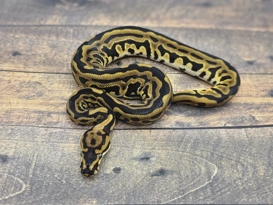 Leopard Spotnose Red Stripe Het Clown Ball Python by Steve's Morphs